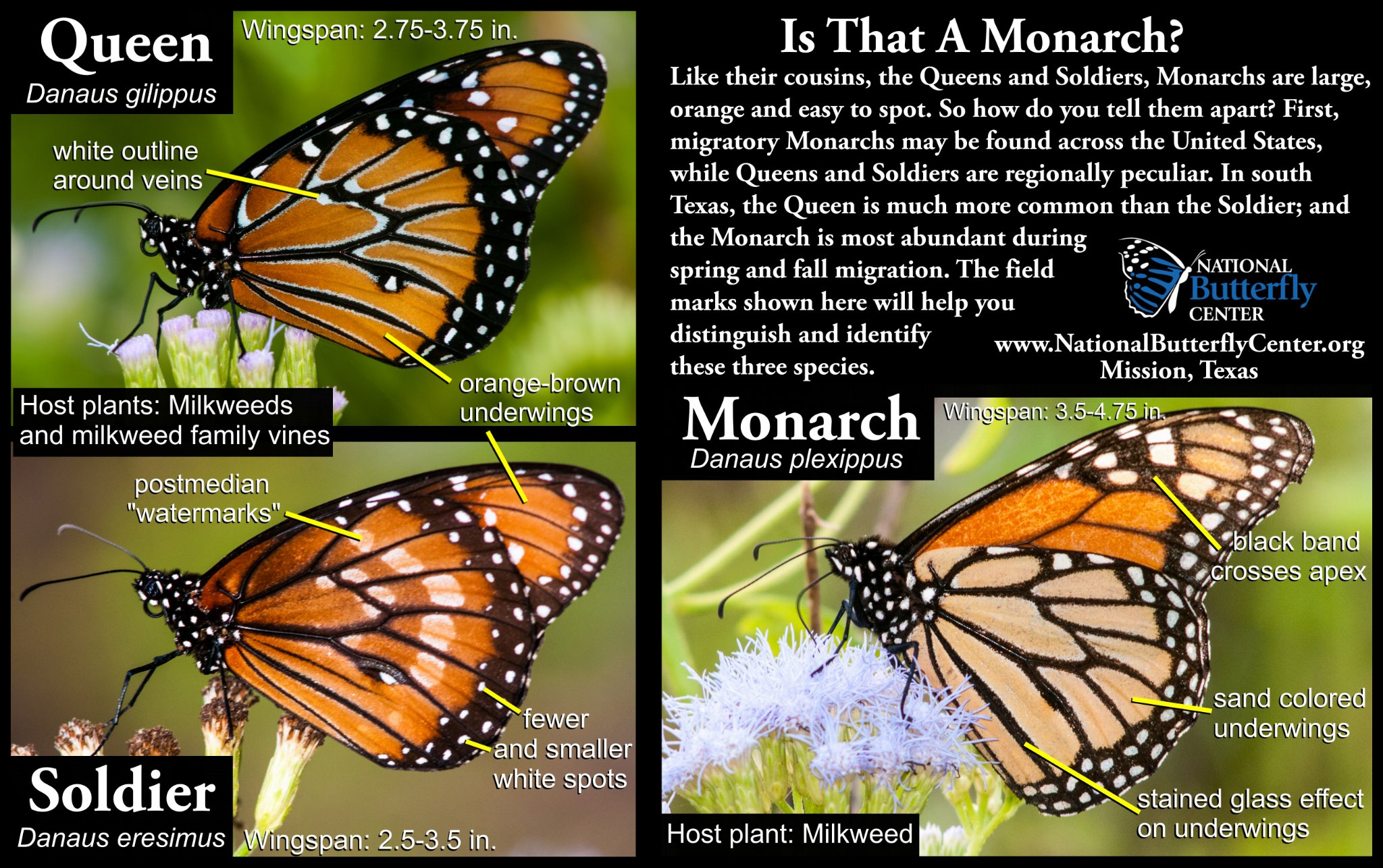 What Is OE Butterfly Lady