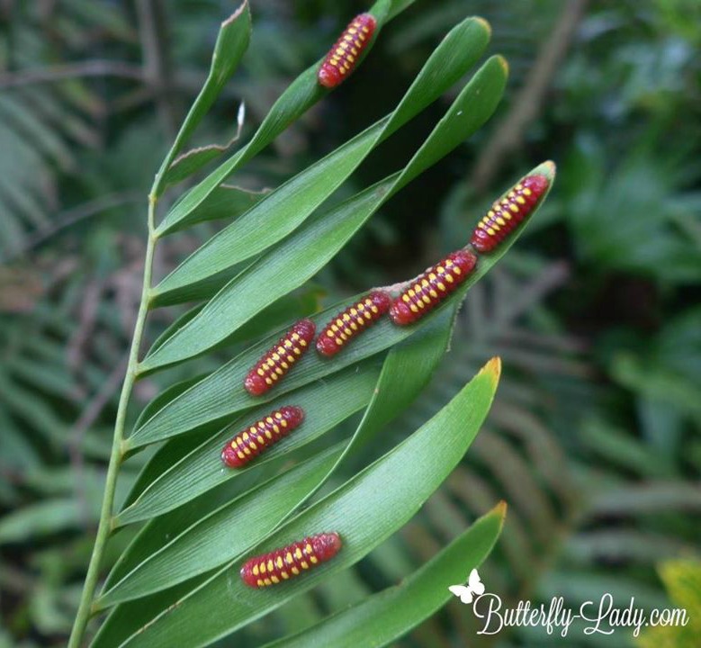 Hope for the Butterflies – Butterfly Lady