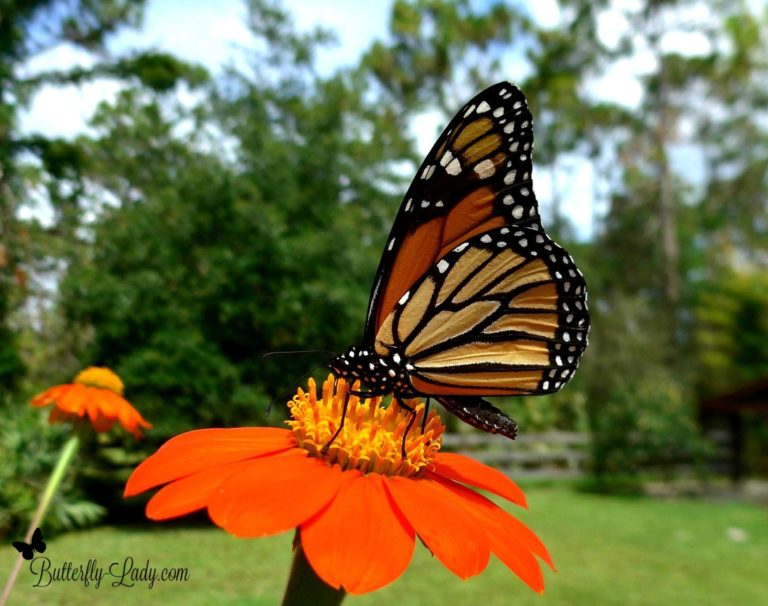 Flowers for Fall-Migrating Monarch Butterflies – Butterfly Lady