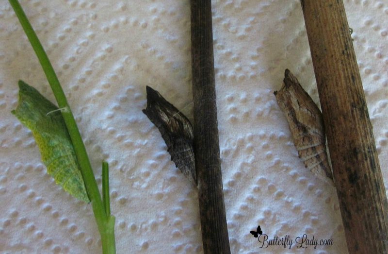 Raising Black Swallowtail Butterflies for Fun – Butterfly Lady