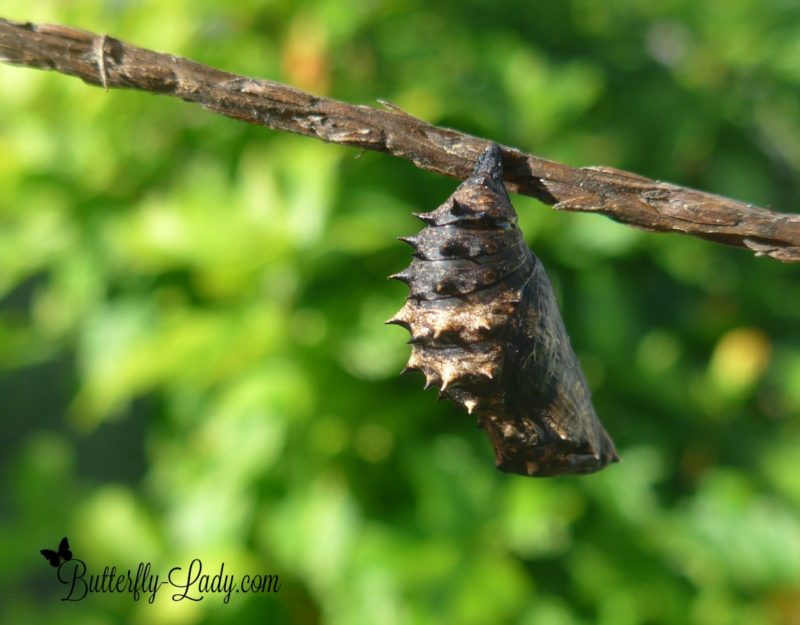 “Blue Moon, You Saw Me Standing Alone” – Butterfly Lady