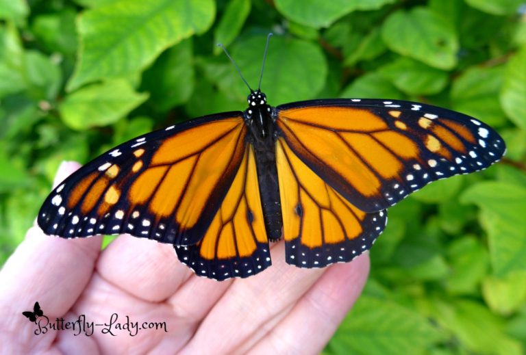 Tongan Monarchs – Butterfly Lady