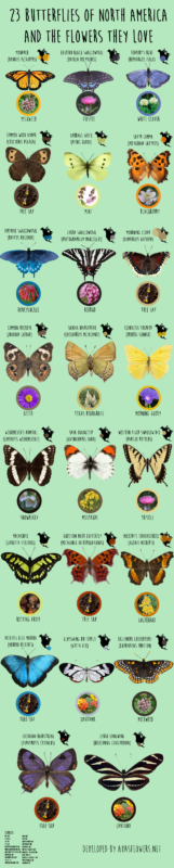 infographic-butterflies-of-north-america – Butterfly Lady