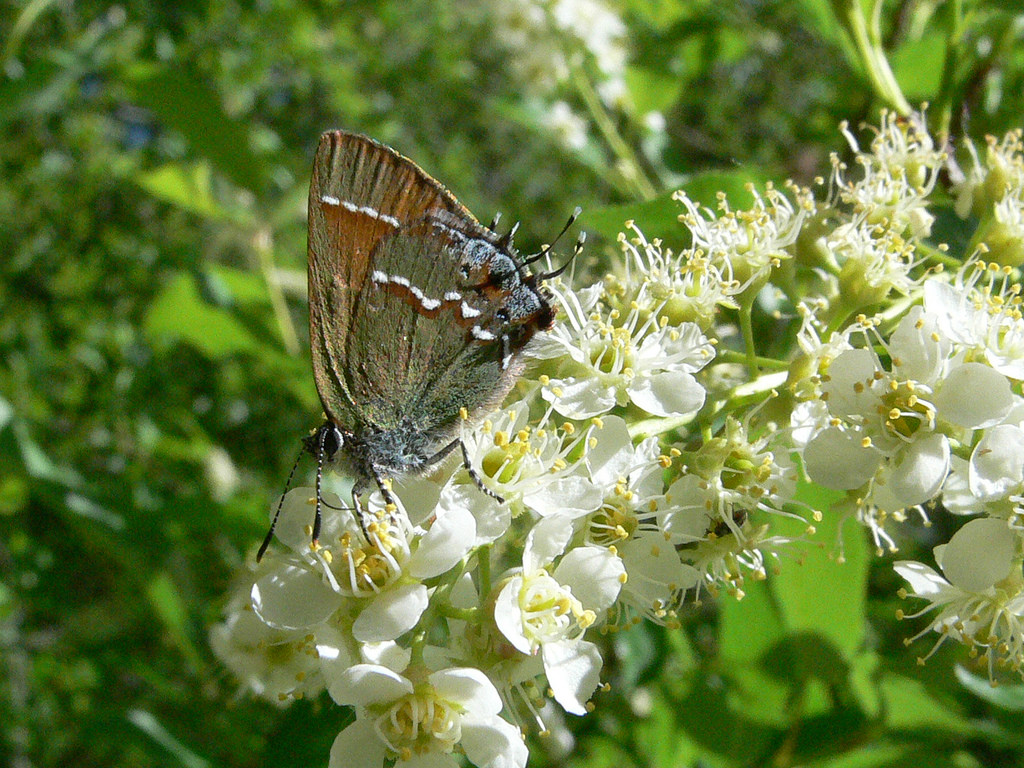 Top Three Trees for Butterflies – Butterfly Lady