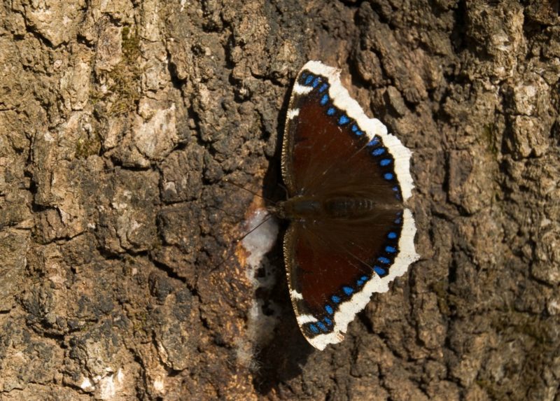 Top Three Trees for Butterflies – Butterfly Lady