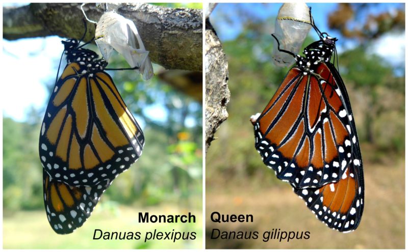 The Royal Butterflies – Butterfly Lady