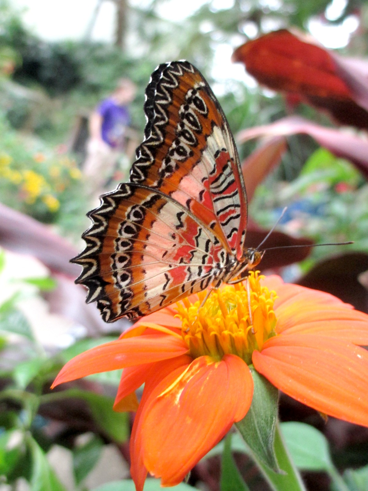 Butterflies in Winter – Butterfly Lady