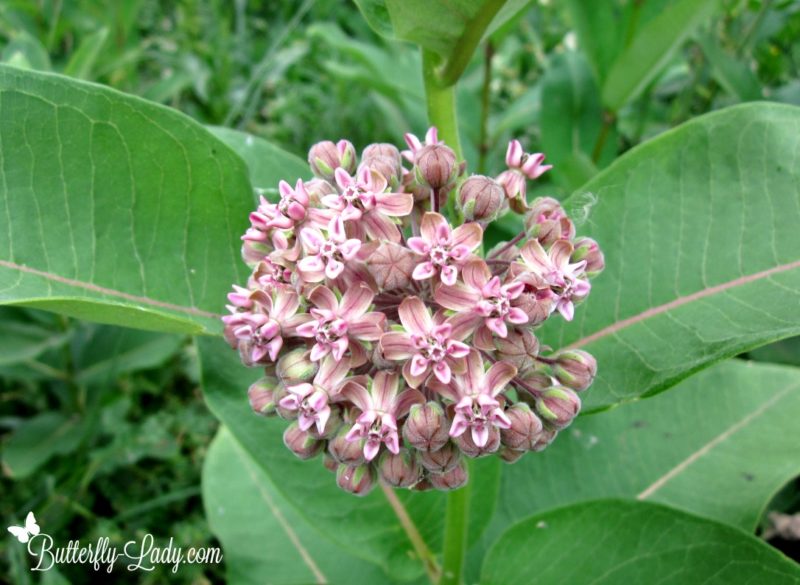 The Fascinating Pollination Process of Milkweed: A Sticky Situation ...