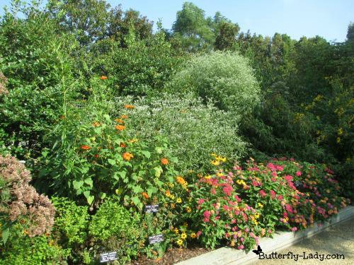 Up-Close with Butterflies at the Smithsonian – Butterfly Lady