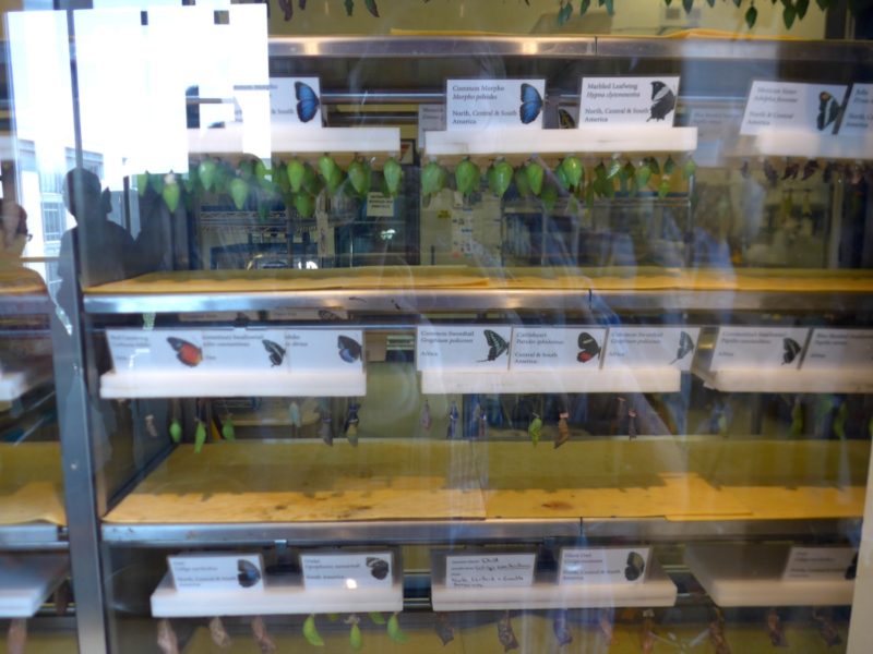 Up-Close with Butterflies at the Smithsonian – Butterfly Lady