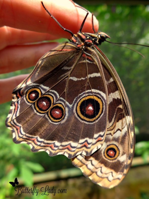 Beautiful Blue Morpho – Butterfly Lady