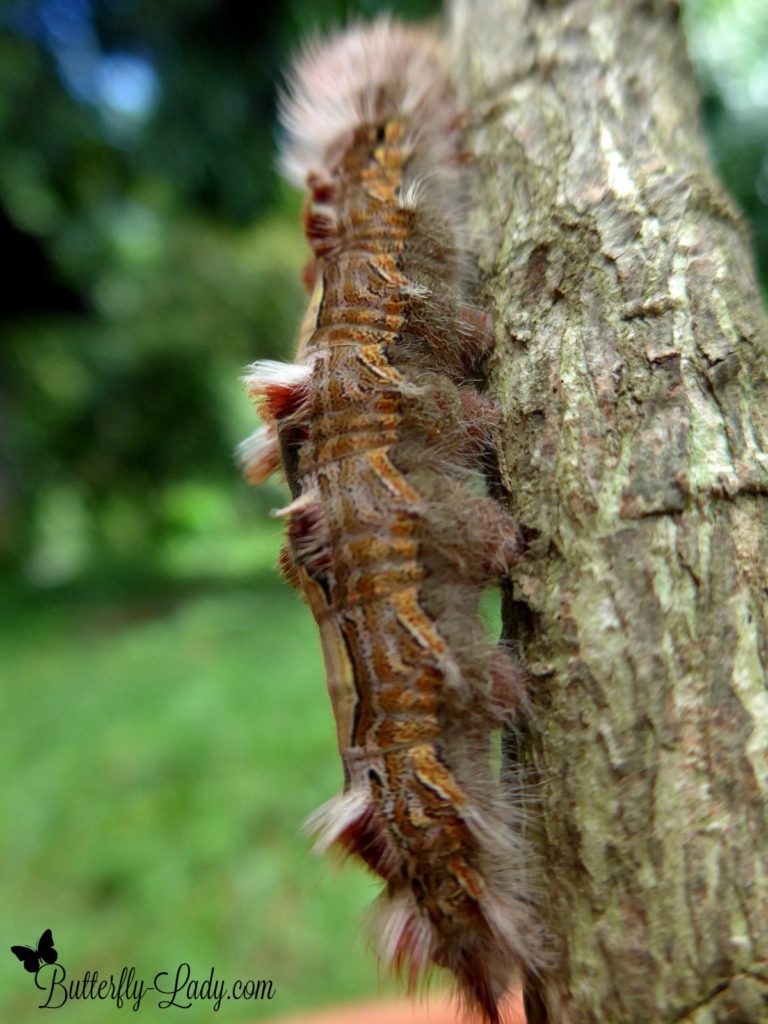 Life Cycle of the Blue Morpho Butterfly – Butterfly Lady