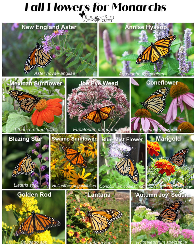 Help Migrating Monarchs with Fall Nectar Flowers – Butterfly Lady