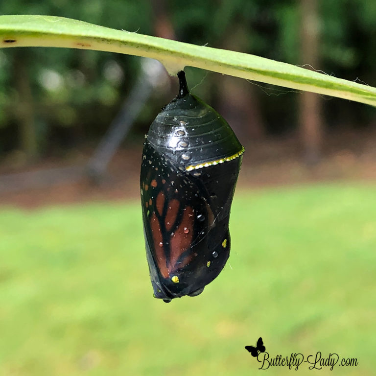 A Tale of Nature’s Living Gold – Butterfly Lady