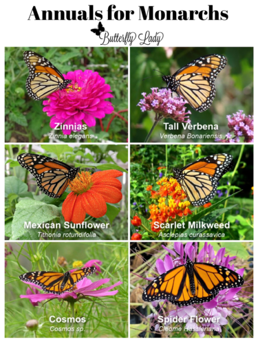 How to Create a Monarch Waystation – Butterfly Lady