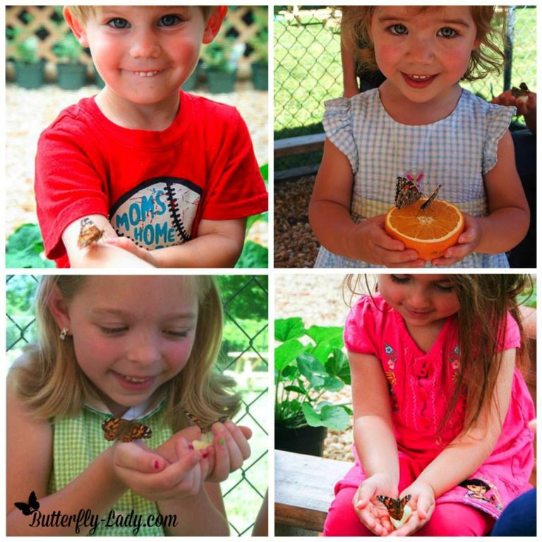 Fear of Butterflies – Butterfly Lady