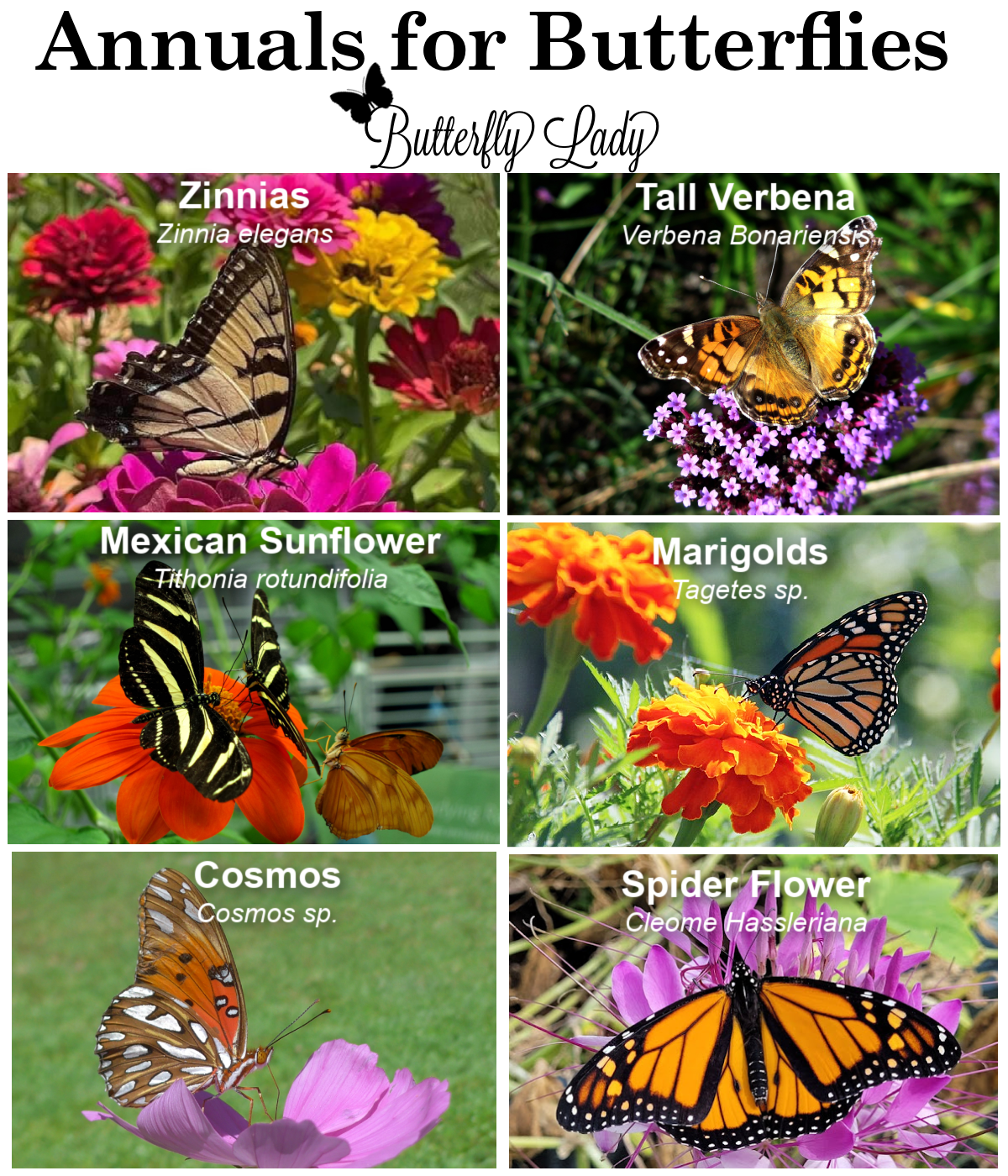 Ten Basic Principles for Creating a Butterfly Garden – Butterfly Lady
