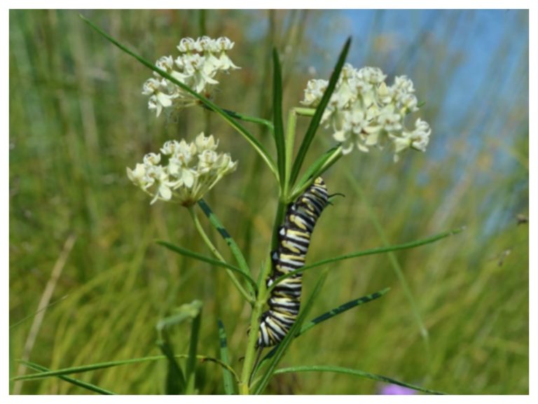 Twelve Native Milkweeds – Butterfly Lady