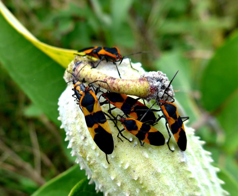 Milkweed Bugs – Butterfly Lady