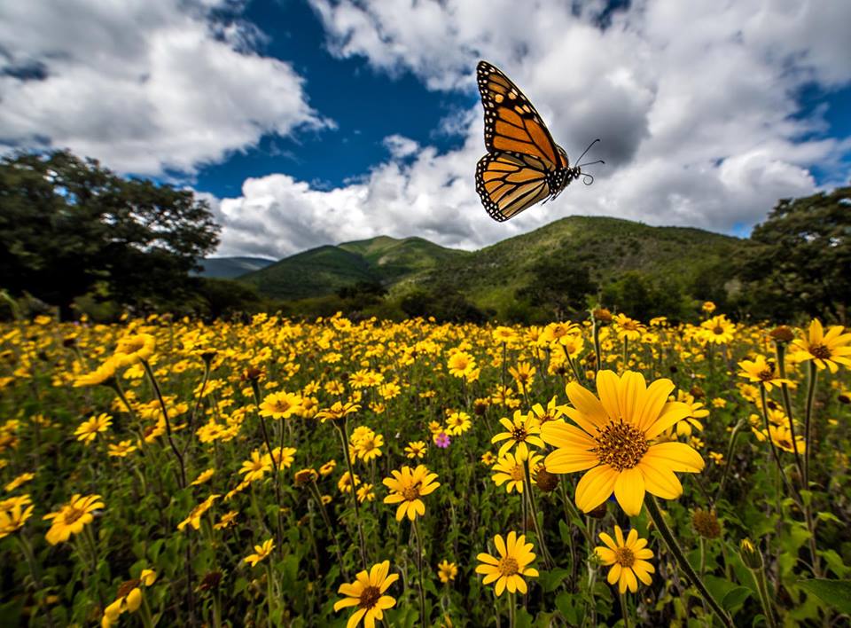 Follow the Monarch Migration – Butterfly Lady