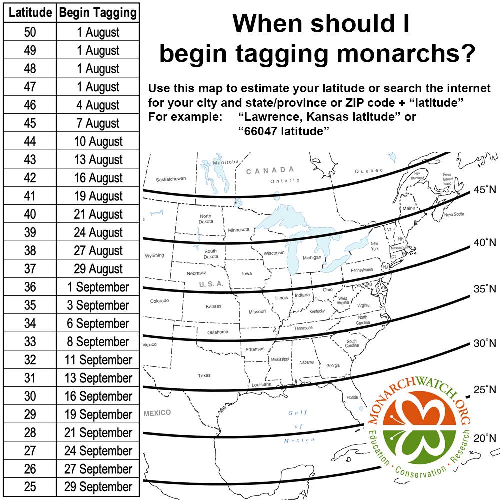 Tagging Monarch Butterflies – Butterfly Lady