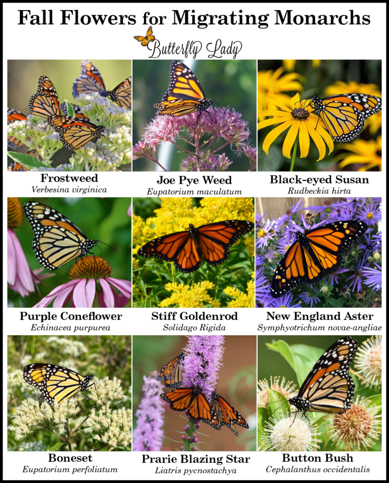 The Monarch Butterfly Super Generation – Butterfly Lady