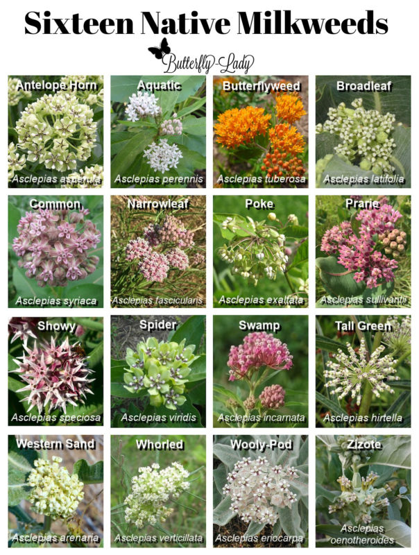 Three Ways to Sow Native Milkweed Seeds – Butterfly Lady