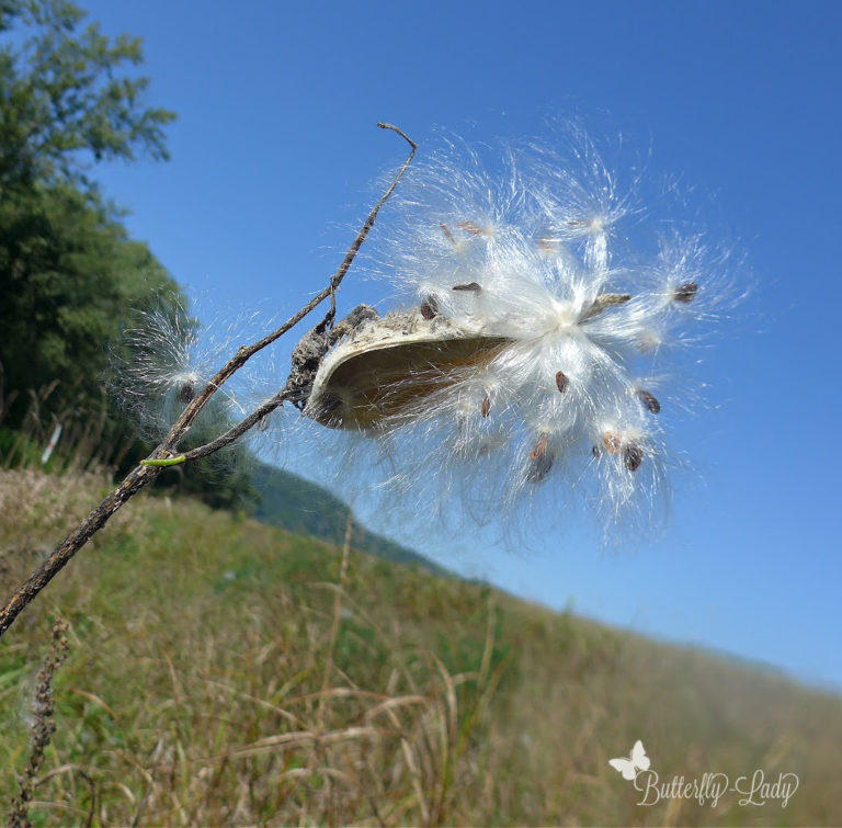Three Ways to Sow Native Milkweed Seeds – Butterfly Lady