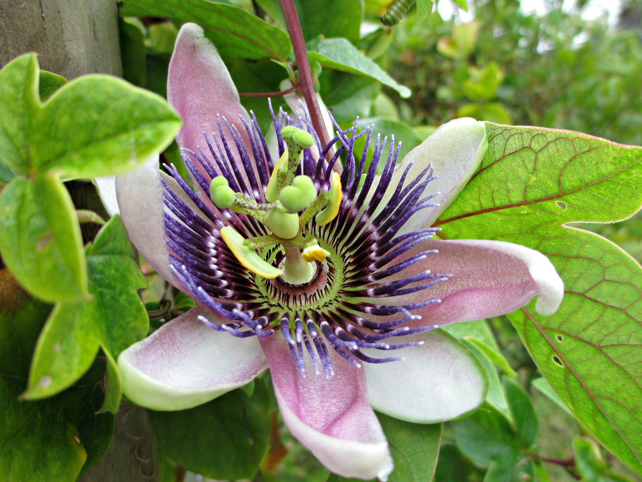 Symbolism of the Passion Flower – Butterfly Lady