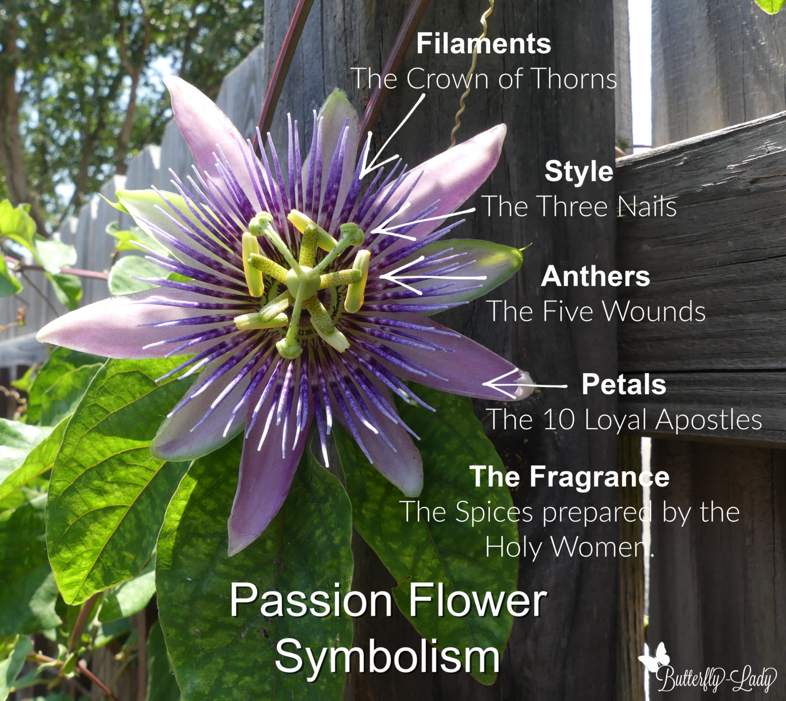 Symbolism of the Passion Flower – Butterfly Lady