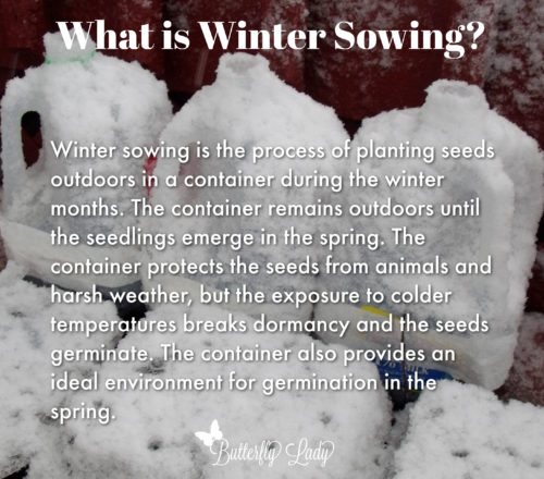 What is Winter Sowing – Butterfly Lady