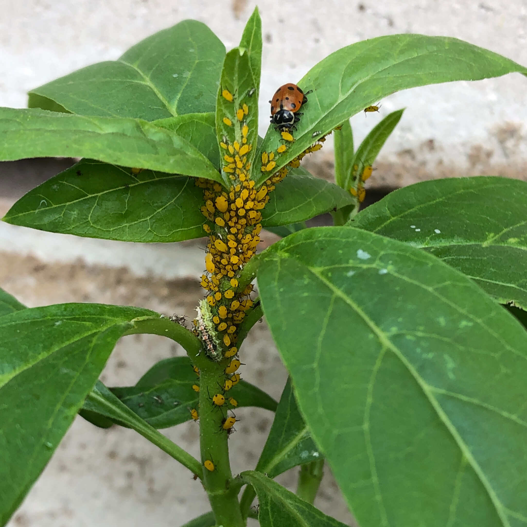 Aphids! – Butterfly Lady