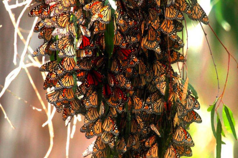 Butterfly Lady – Page 6 – Education, Gardening and Fun: Spreading the ...