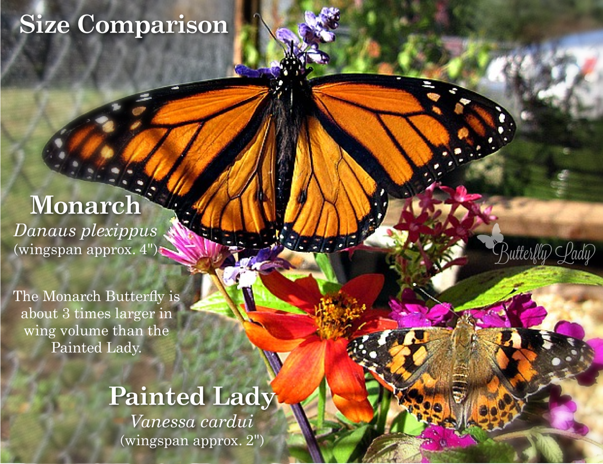 The Incredible Migrating Painted Lady – Butterfly Lady