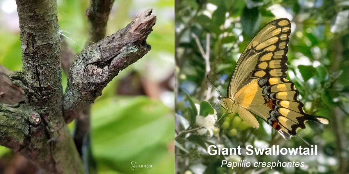 Butterfly Lady – Page 6 – Education, Gardening and Fun: Spreading the ...