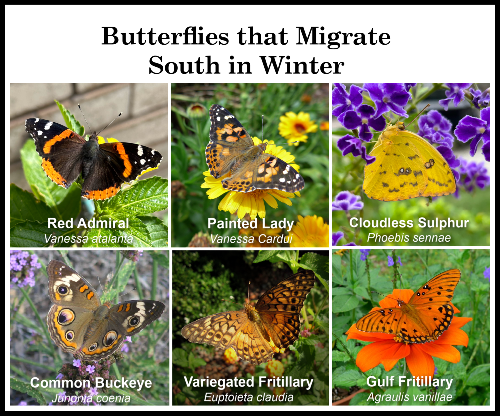 How do Butterflies Survive Winter? – Butterfly Lady