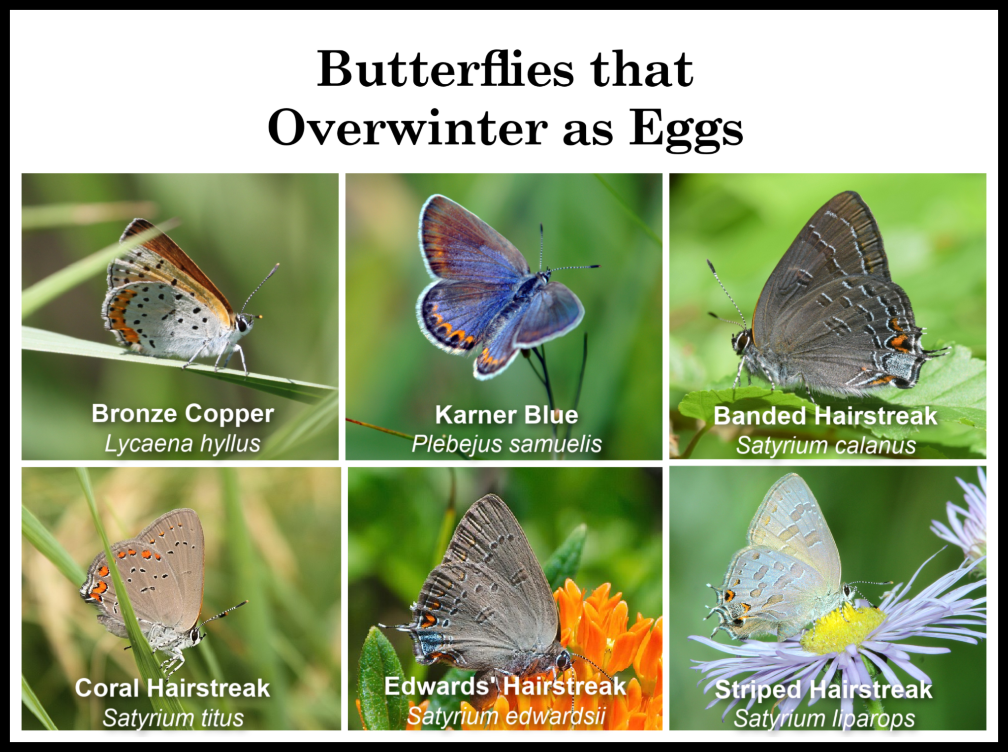How do Butterflies Survive Winter? – Butterfly Lady