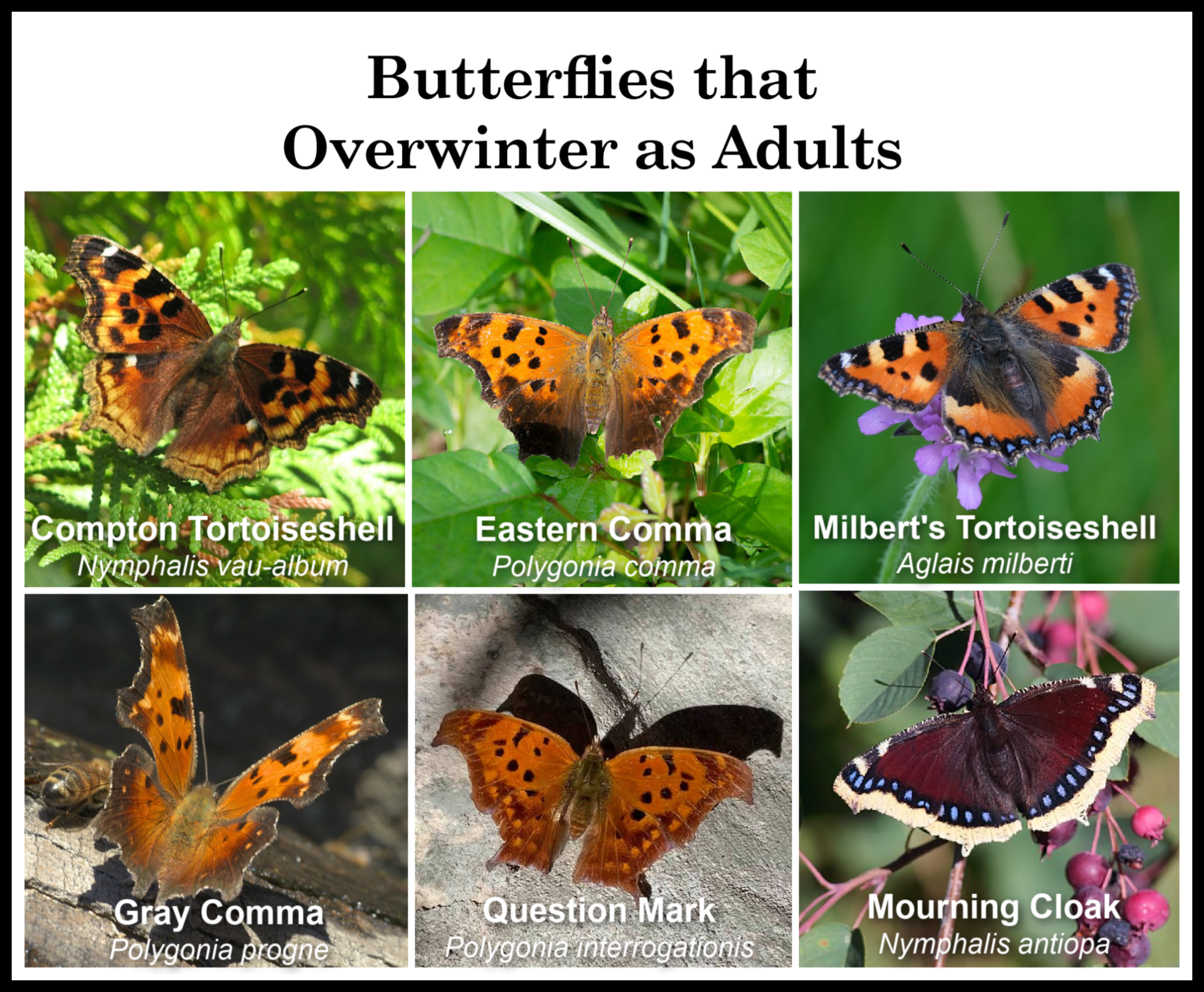 How do Butterflies Survive Winter? – Butterfly Lady