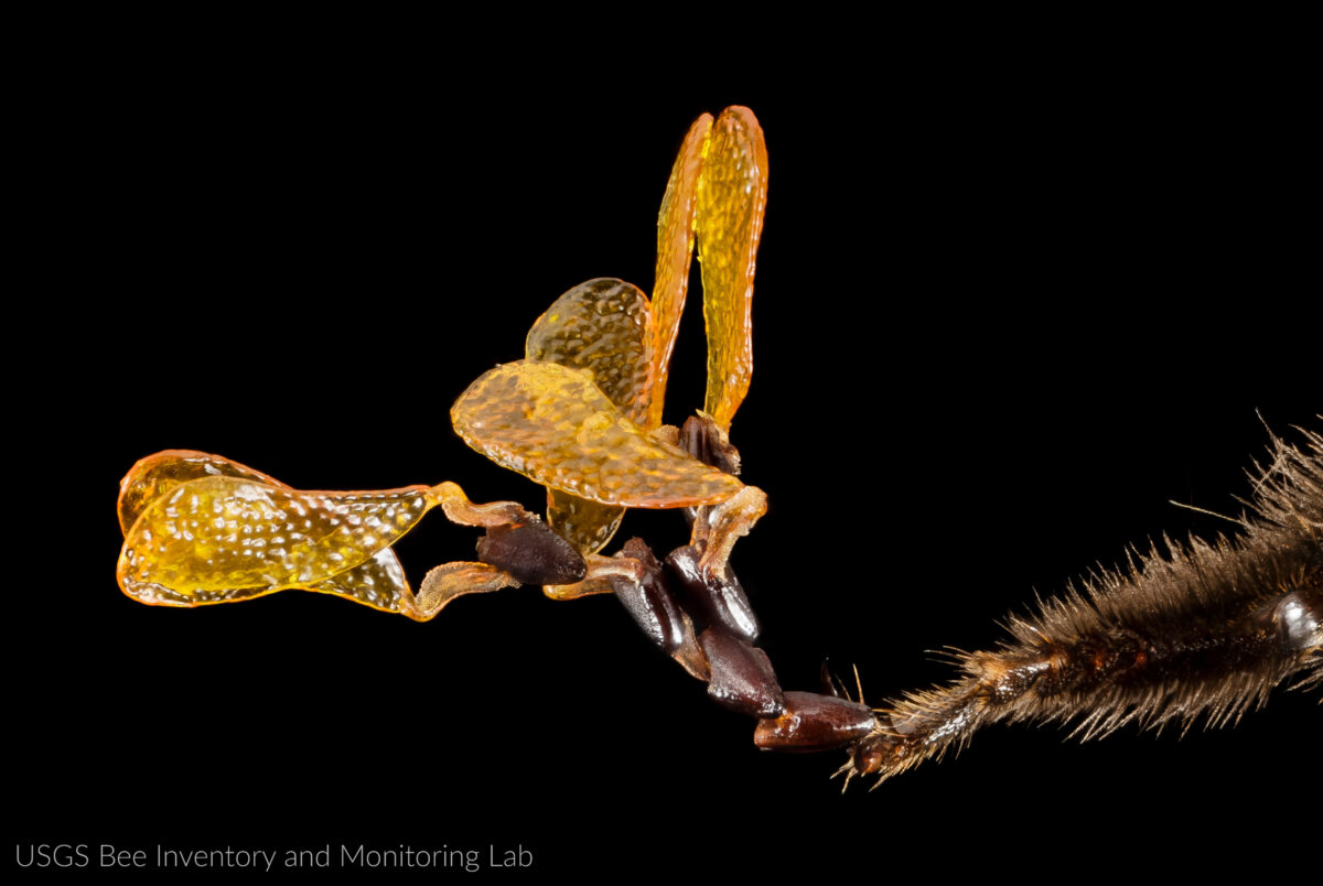 The Fascinating Pollination Process of Milkweed: A Sticky Situation ...