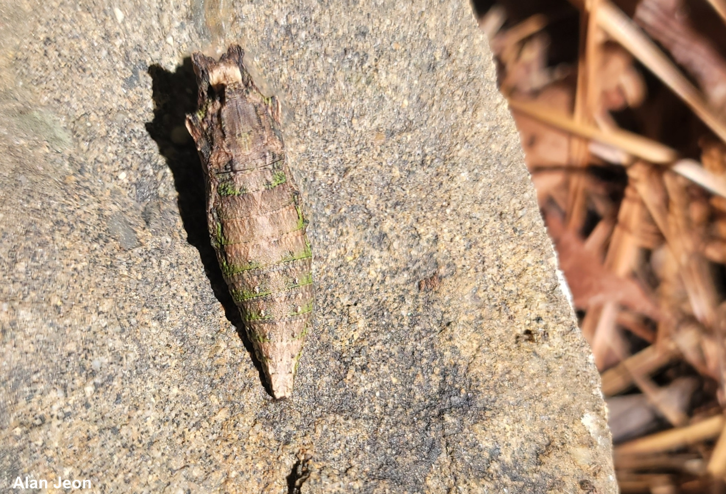 Eastern Tiger Swallowtail – Butterfly Lady