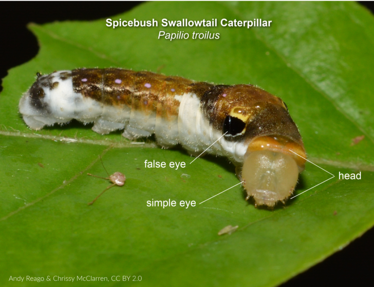 Spicebush Swallowtail, the Master of Deception! – Butterfly Lady