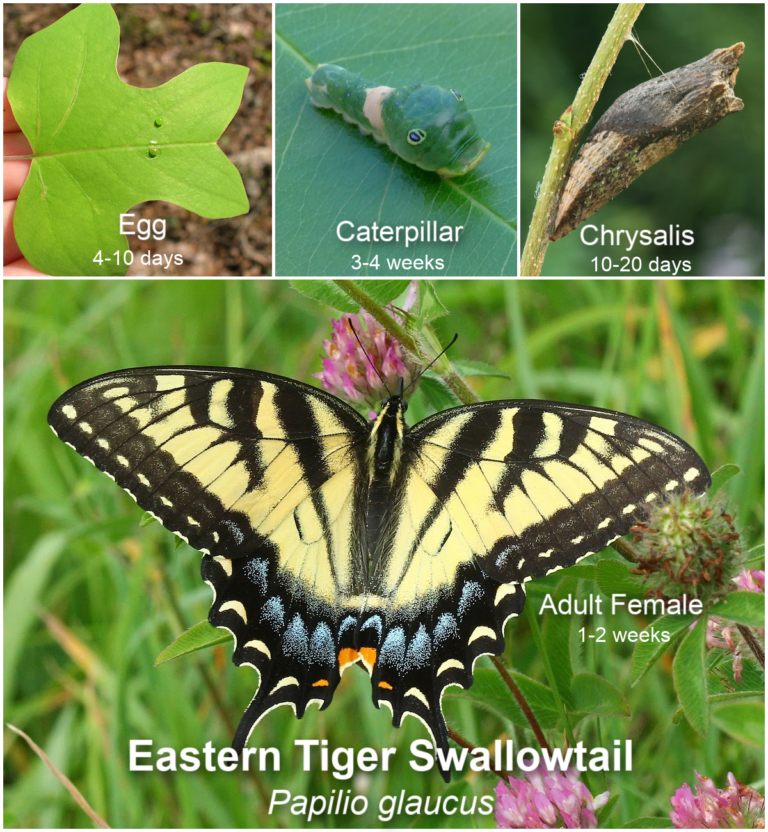 Eastern Tiger Swallowtail – Butterfly Lady