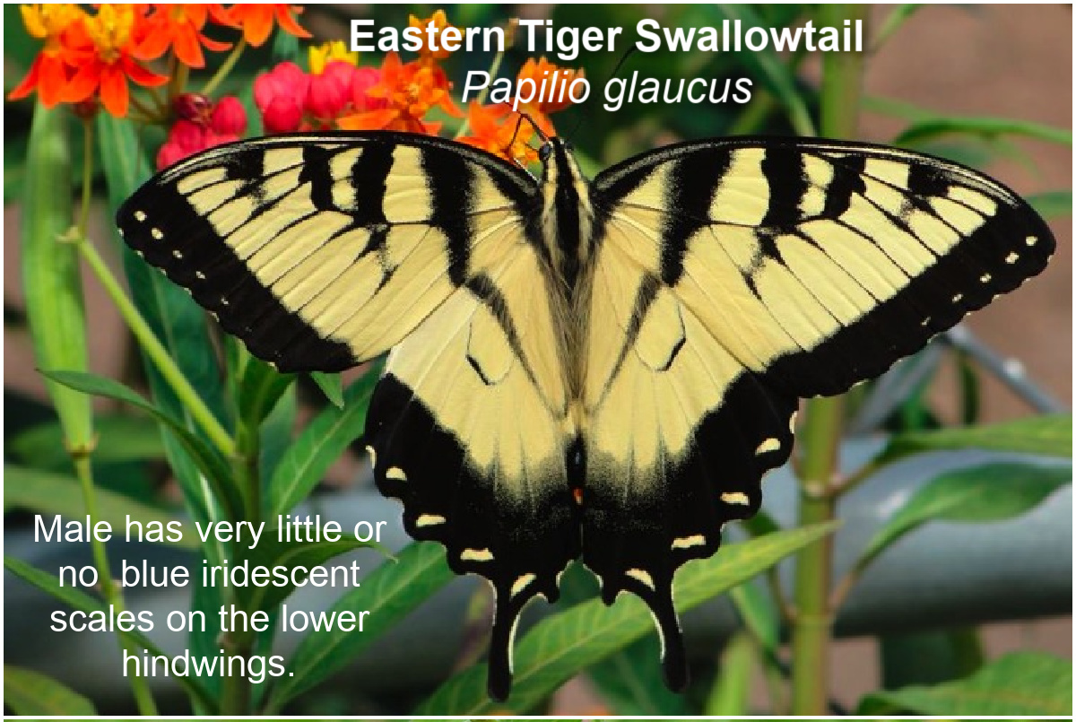 Eastern Tiger Swallowtail – Butterfly Lady