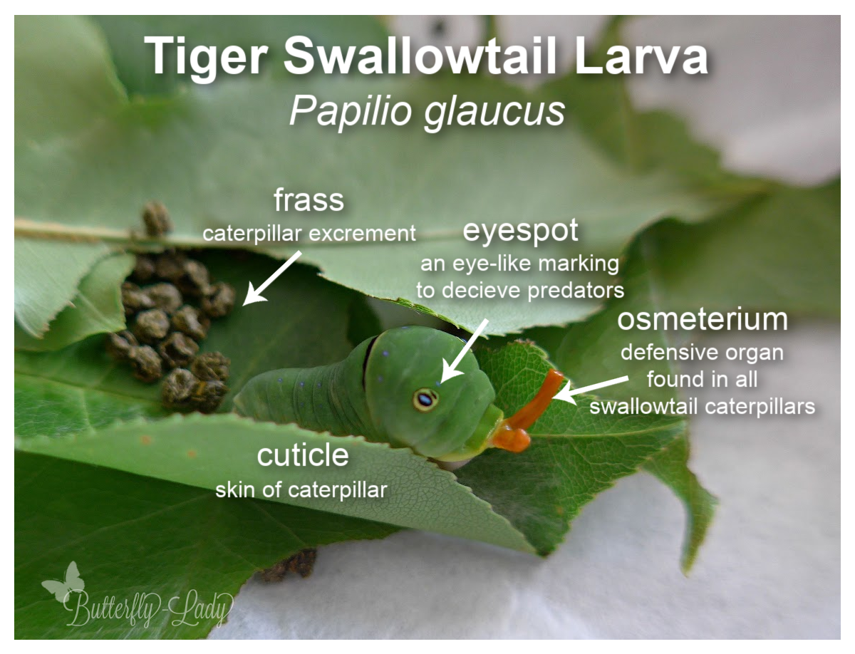 Eastern Tiger Swallowtail – Butterfly Lady