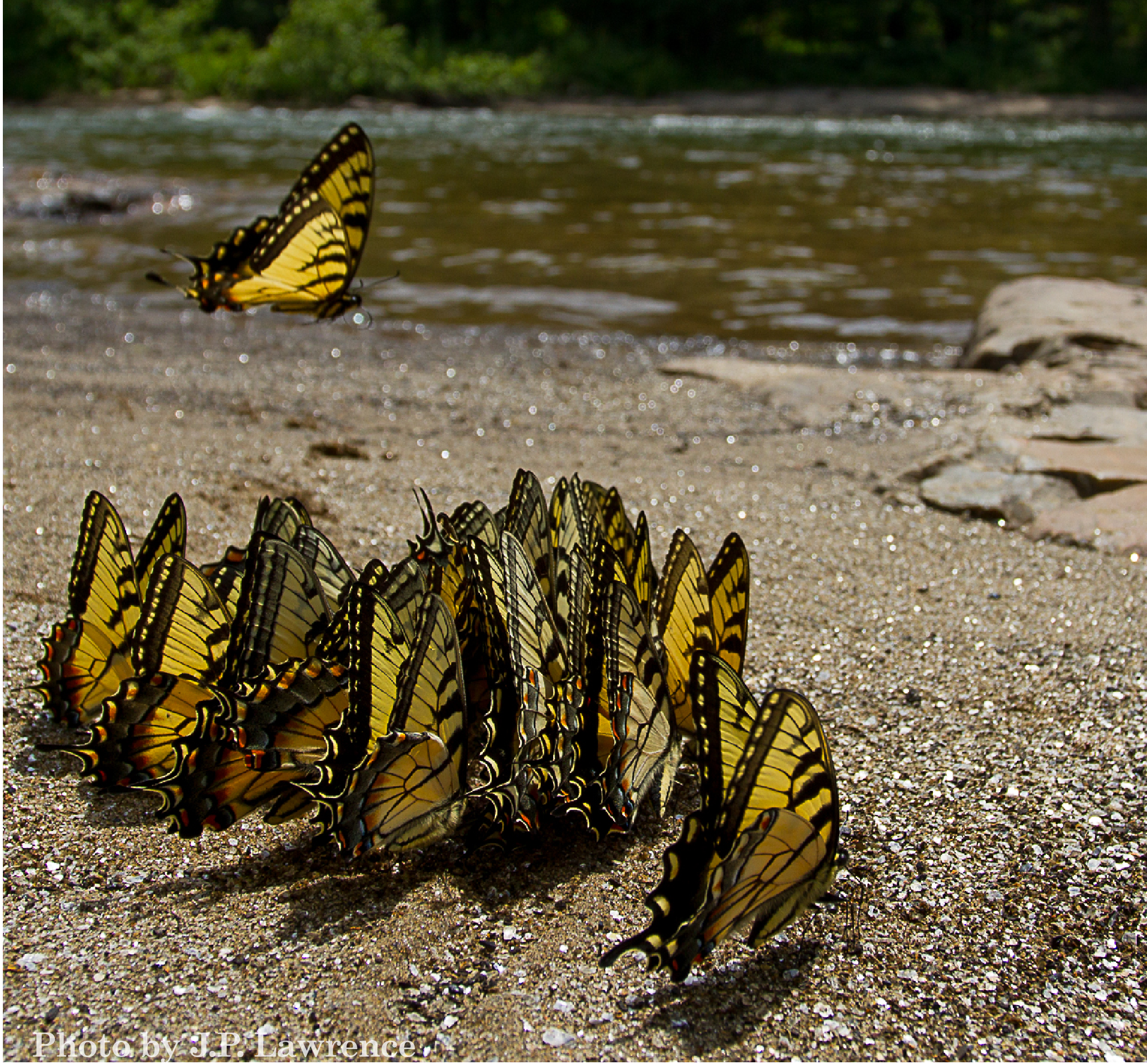 Eastern Tiger Swallowtail – Butterfly Lady