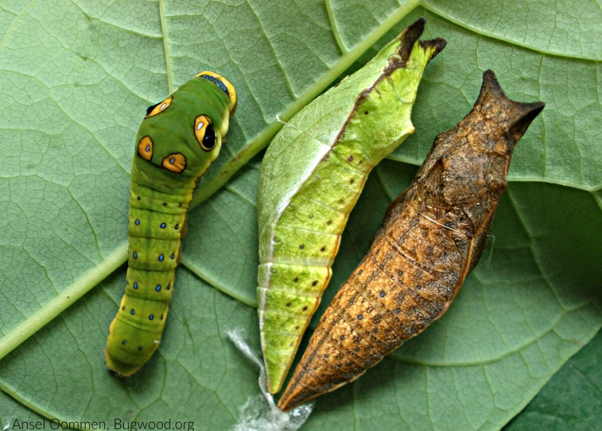 Spicebush Swallowtail, the Master of Deception! – Butterfly Lady