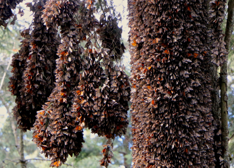 Monarch Butterfly Tour – Butterfly Lady