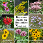 Butterfly Lady – Page 3 – Education, Gardening and Fun: Spreading the ...