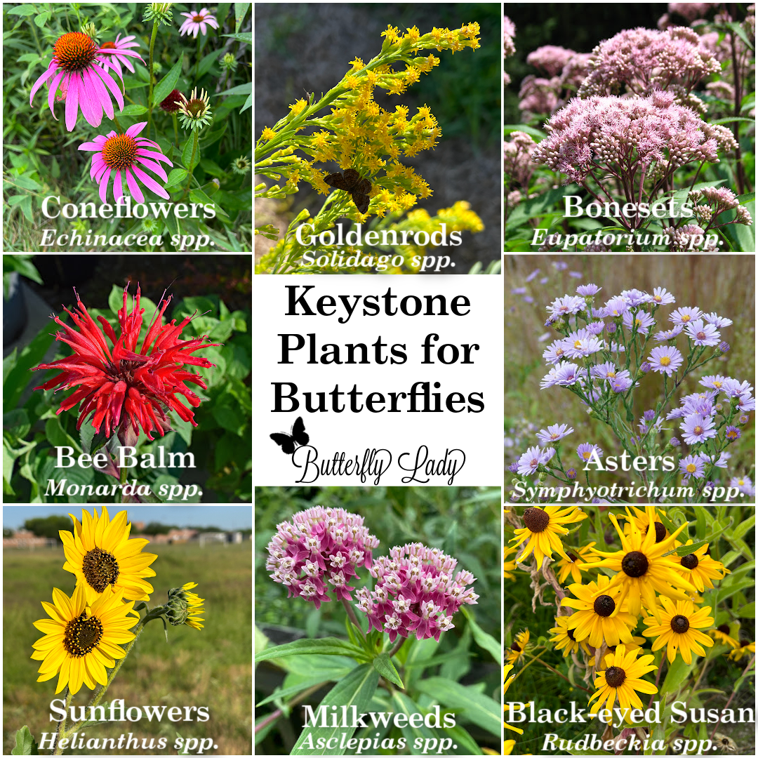 Keystone Plants for Butterflies – Butterfly Lady