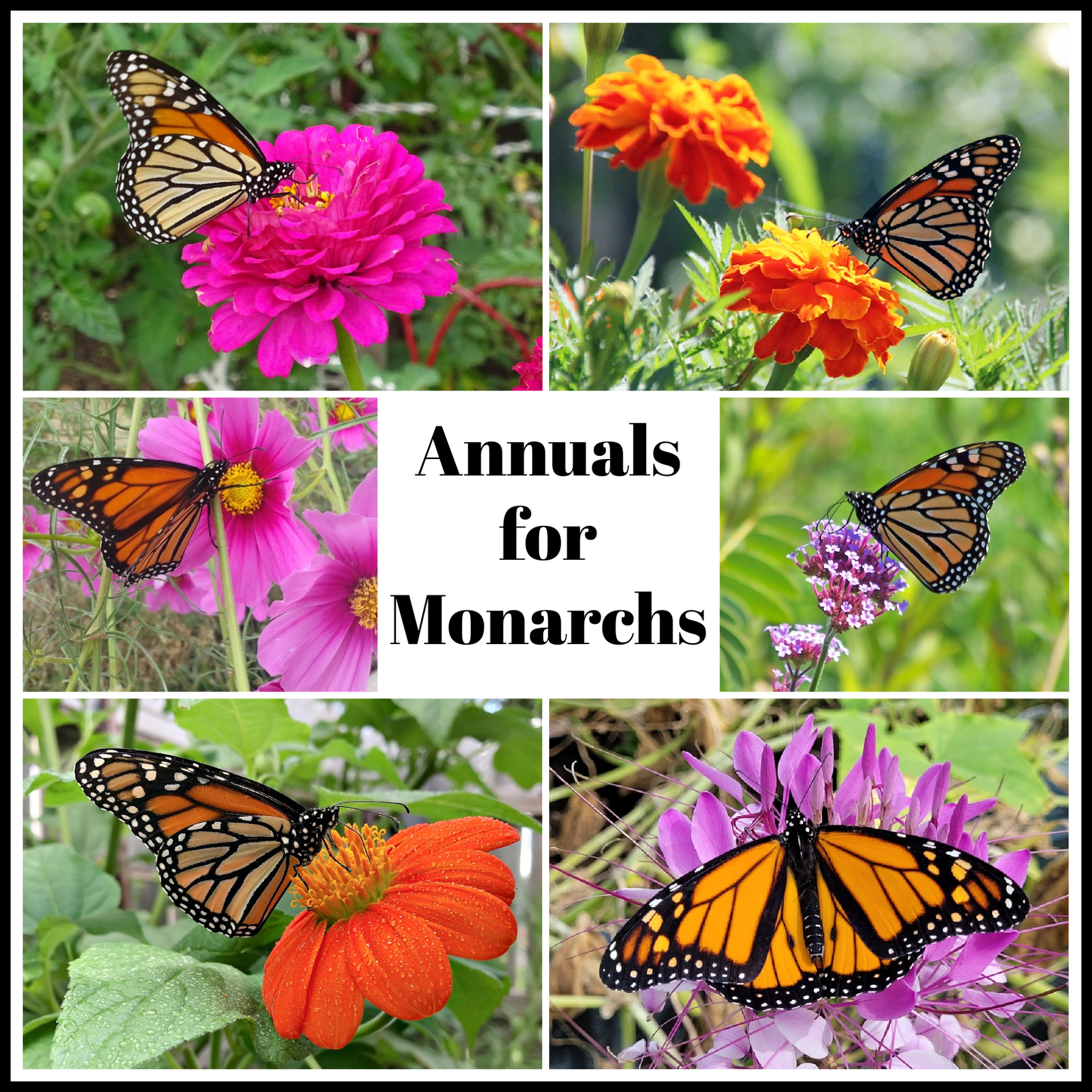 Butterfly Lady – Page 2 – Education, Gardening and Fun: Spreading the ...